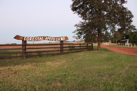 Global Forest Coalition These are not forests: The Arbaro Fund and ...