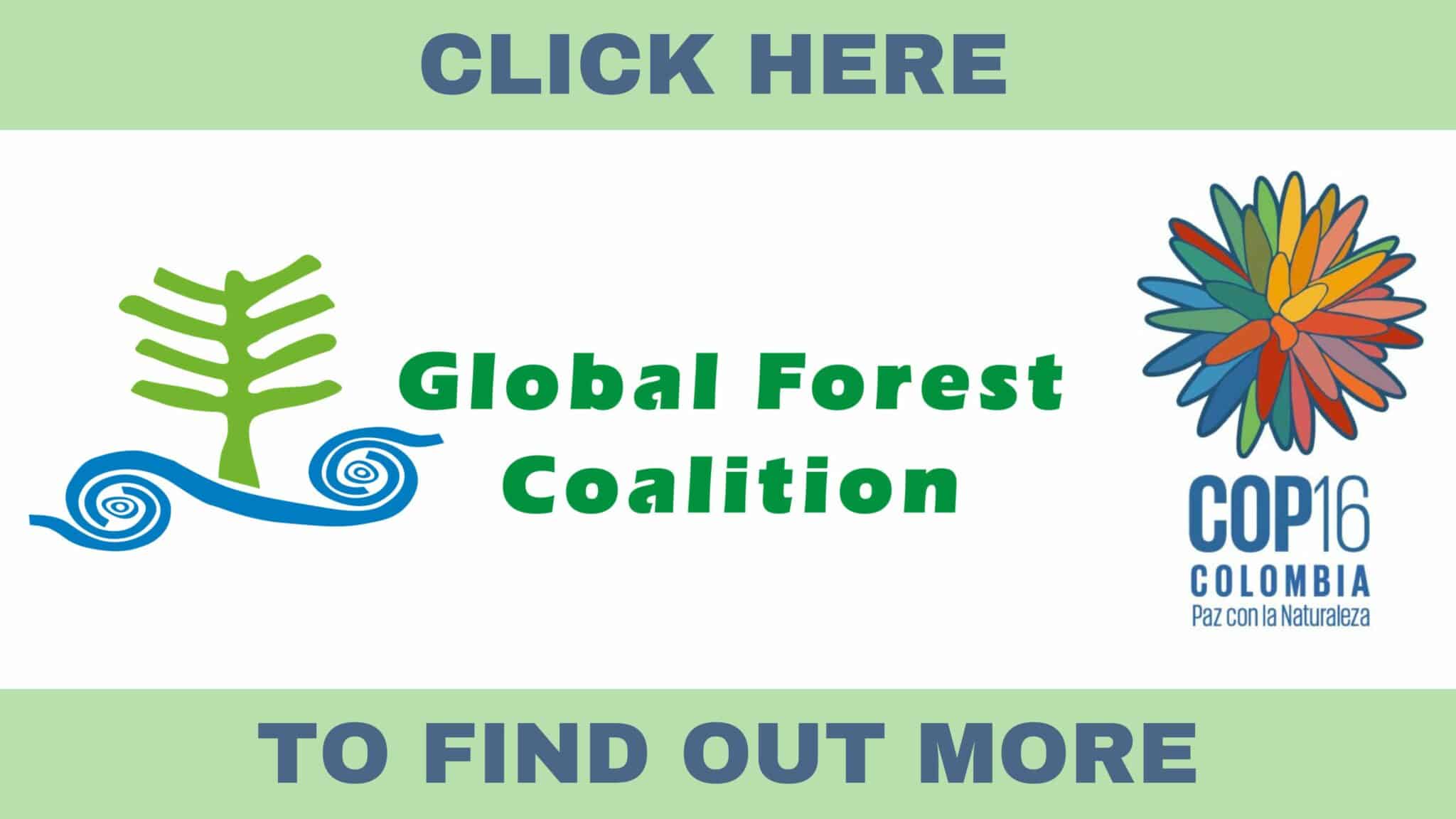 Global Forest Coalition Home - Global Forest Coalition